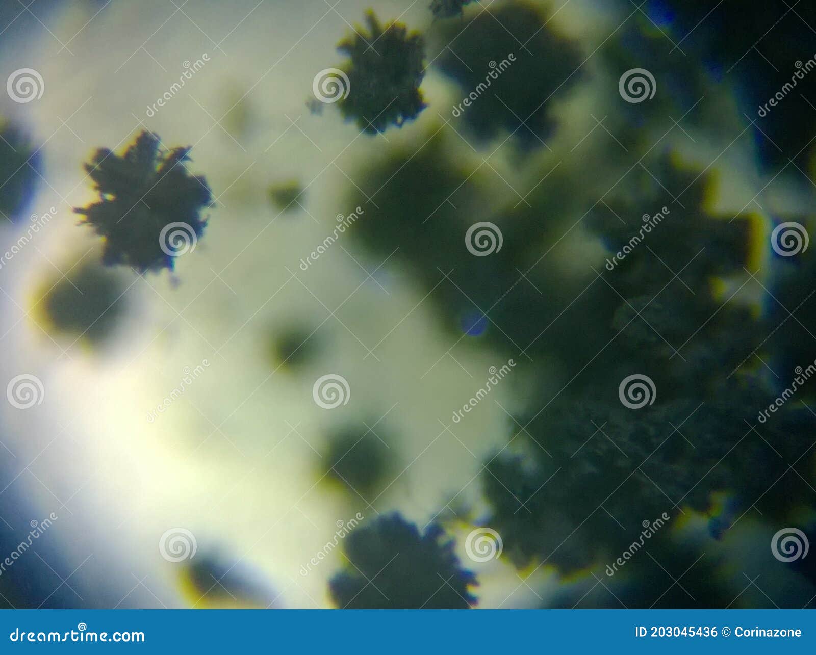 Aspergillus niger conidia stock photo. Image of biological - 203045436