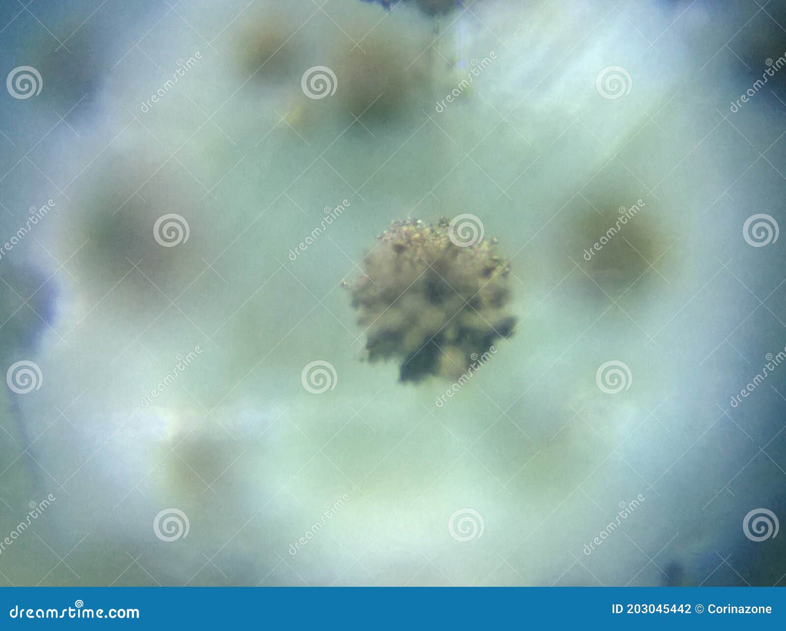 Aspergillus niger conidia stock photo. Image of conidia - 203045442