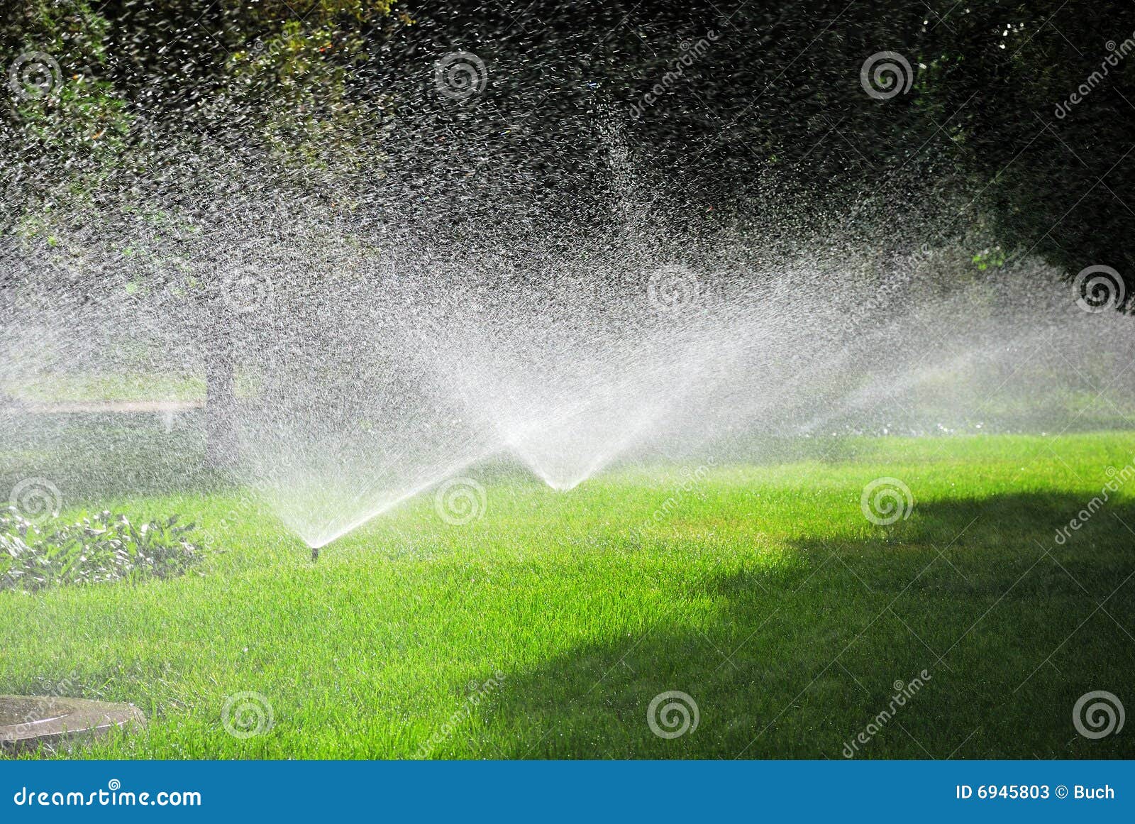 Aspersión de las plantas imagen de archivo. Imagen de resorte - 6945803