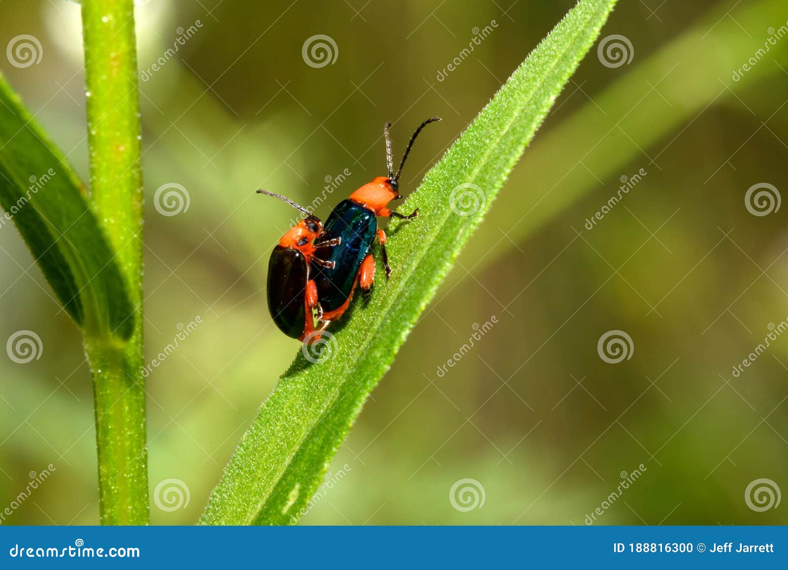Asphaera Lustrans - Shiny Flea Beetle Stock Photo - Image of outdoors ...