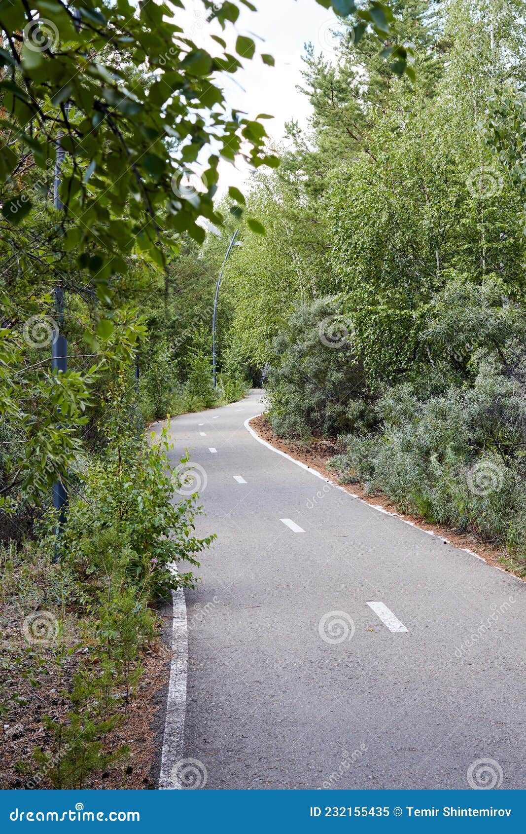 Asphalt Bike Path with Marking among Trees Stock Image - Image of ...