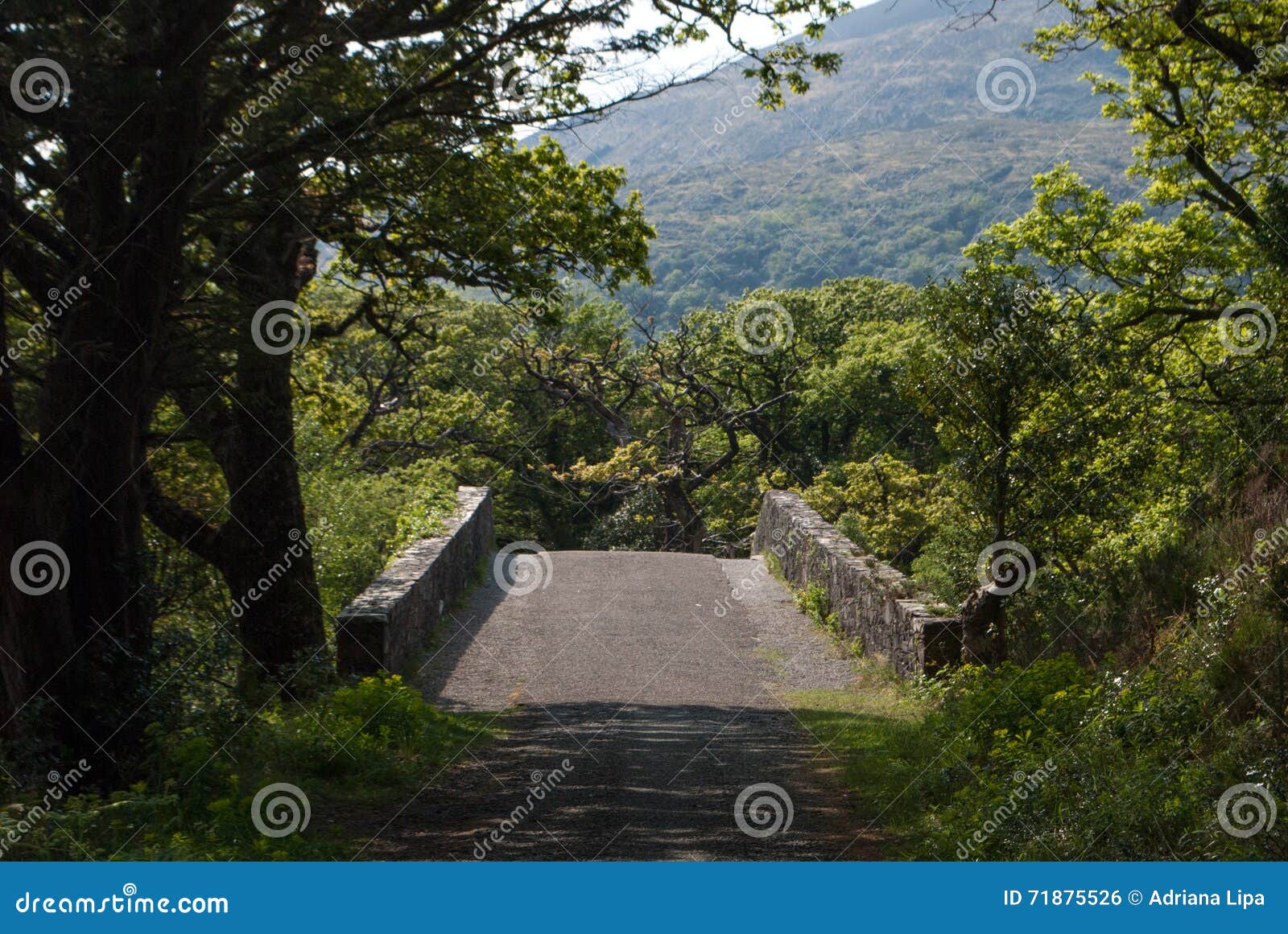 An Asphalt Bridge Bridge in between Trees Stock Photo - Image of lonely ...
