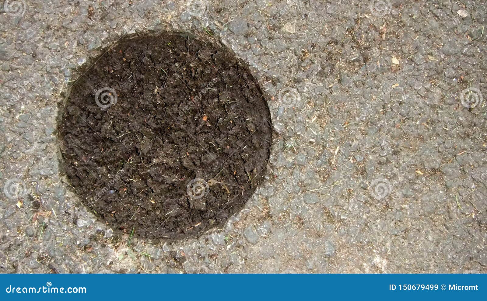 Asphalt Cutting for the Study of the Sample in the Laboratory. Core ...