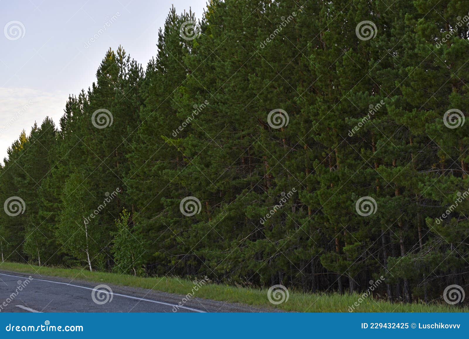 Asphalt High-speed Highway in the Forest in Summer Stock Image - Image ...