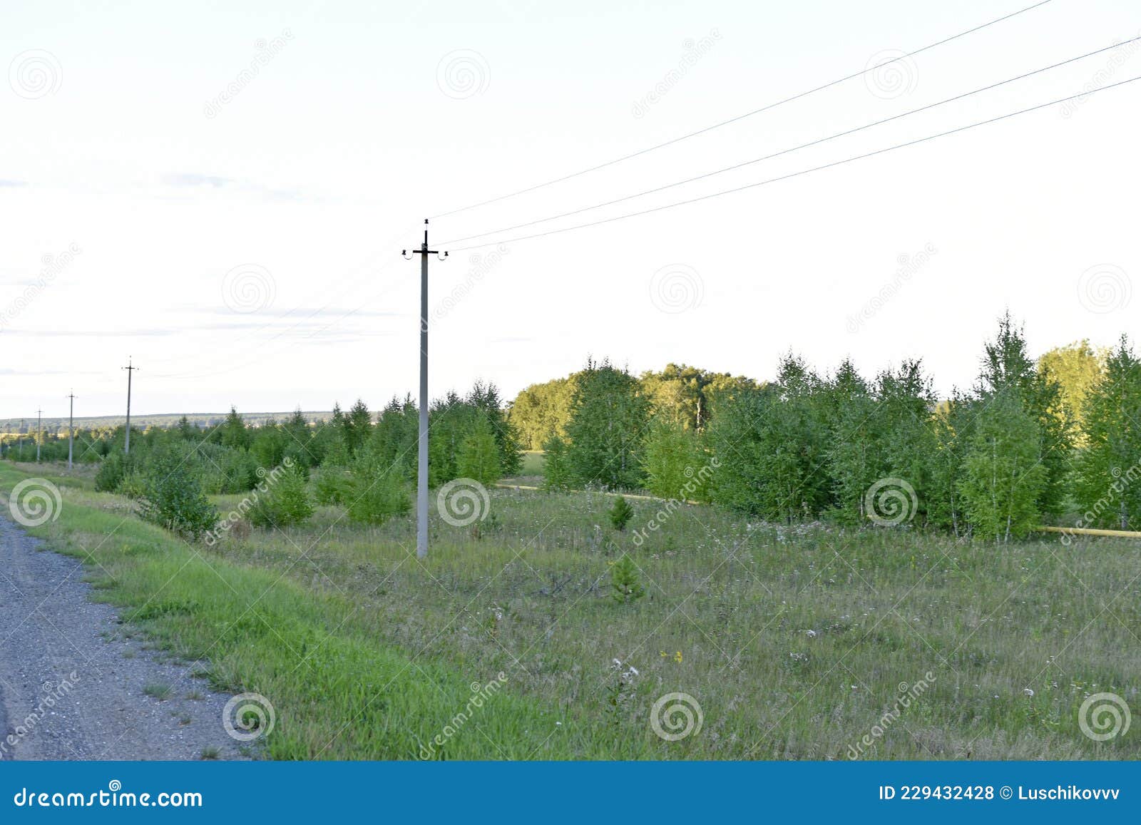 Asphalt High-speed Highway in the Forest in Summer Stock Photo - Image ...