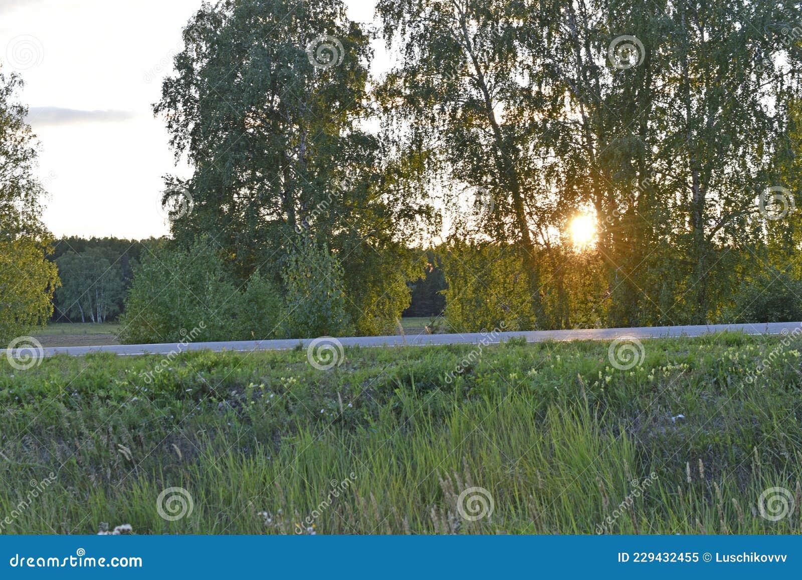 Asphalt High-speed Highway in the Forest in Summer Stock Image - Image ...