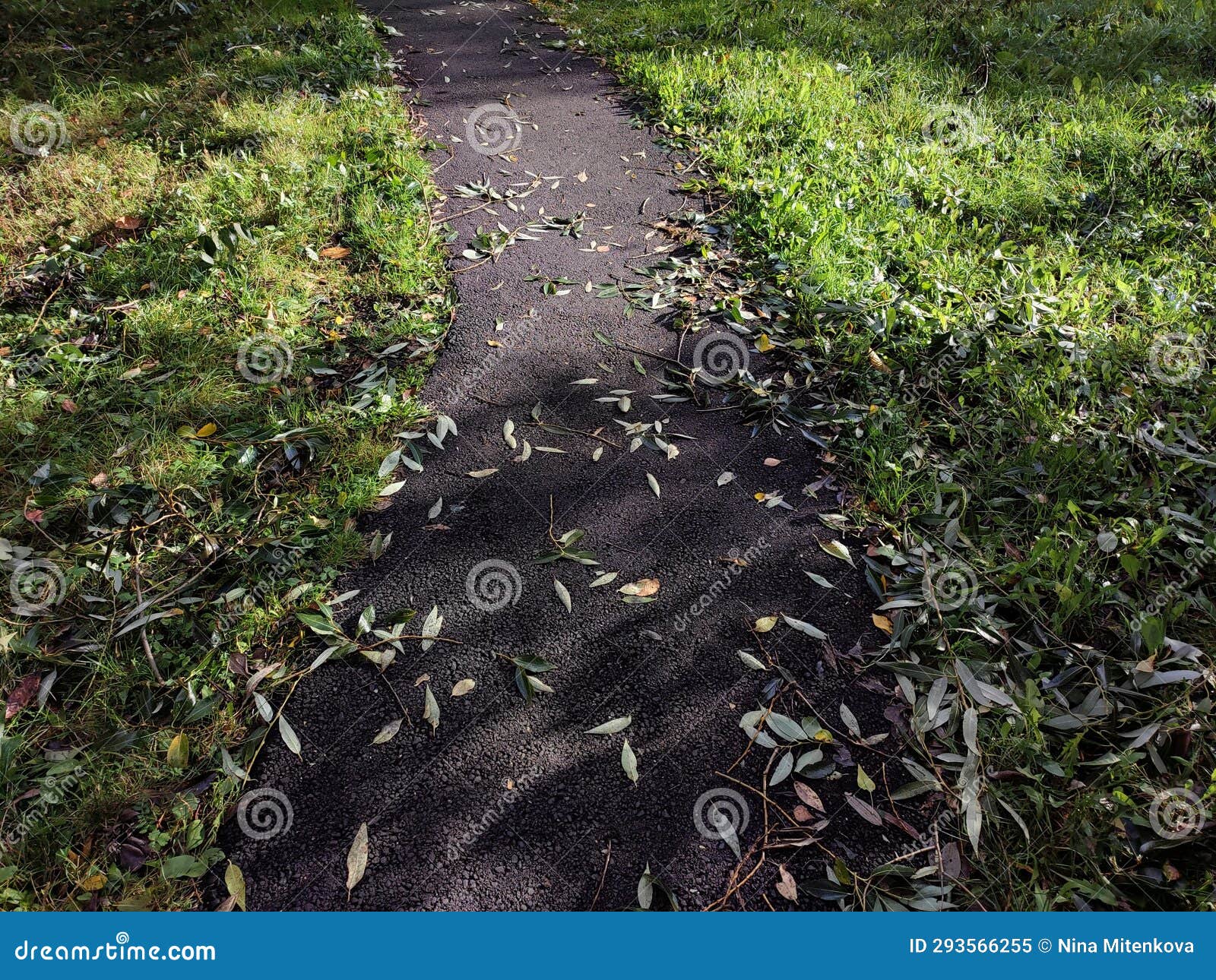A Dark Gray Asphalt Jogging Path in an Autumn Park among Grass with ...