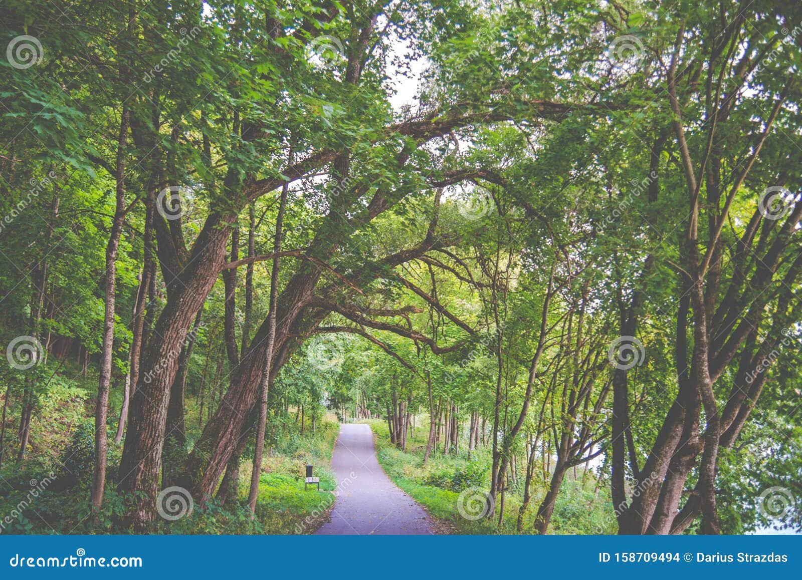 Asphalt Path in Forest Old Trees Stock Photo - Image of nature, path ...
