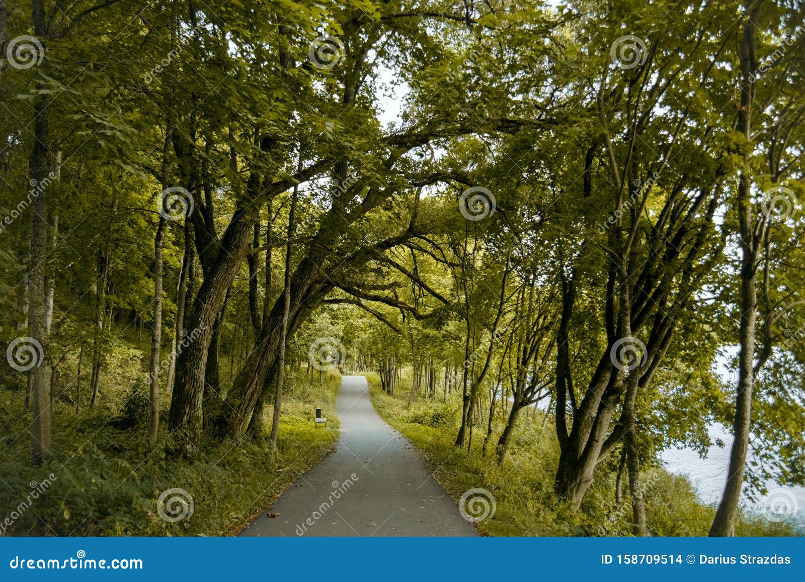 Asphalt Path In Woods Or Forest With Trees Stock Photography ...