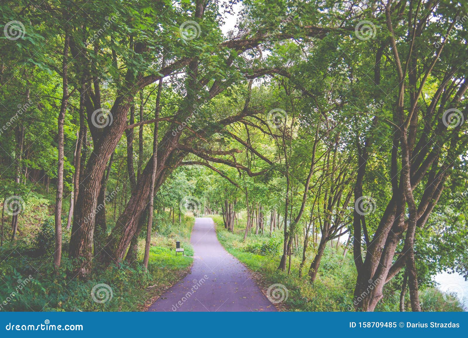 Asphalt Path In Woods Or Forest With Trees Stock Photography ...
