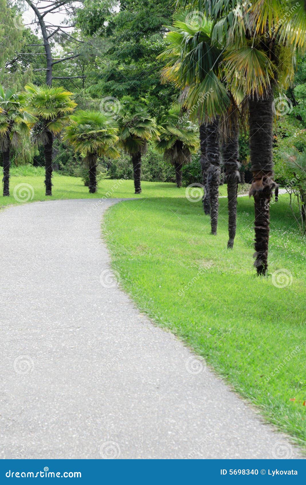 Asphalt path in the park stock photo. Image of lane, tranquil - 5698340