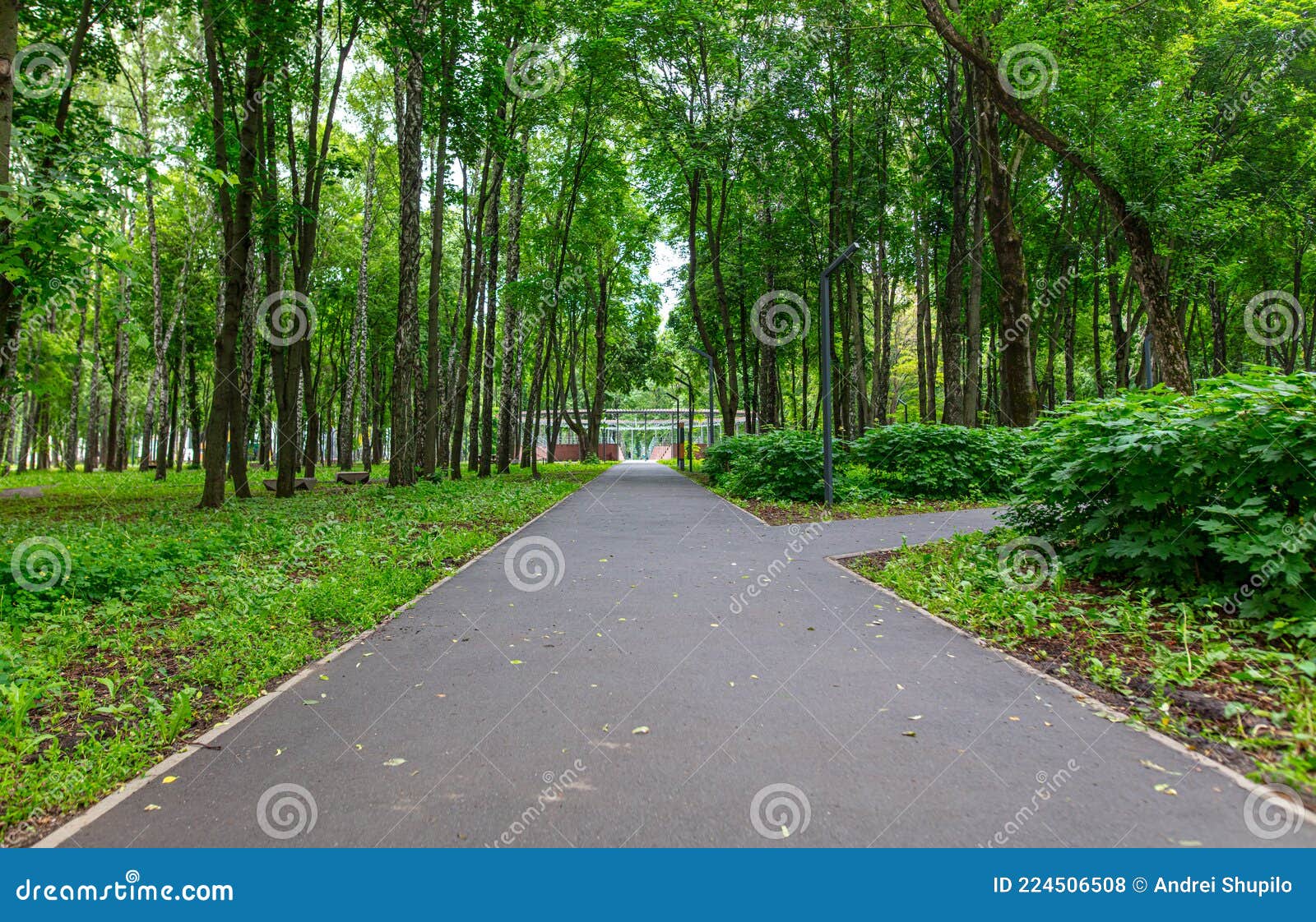 Asphalt path in the park stock photo. Image of panoramic - 224506508