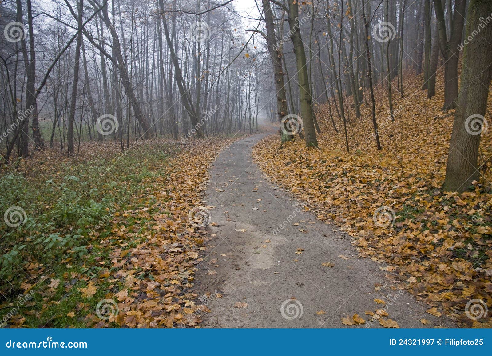 Asphalt Path In Woods Or Forest With Trees Stock Photography ...