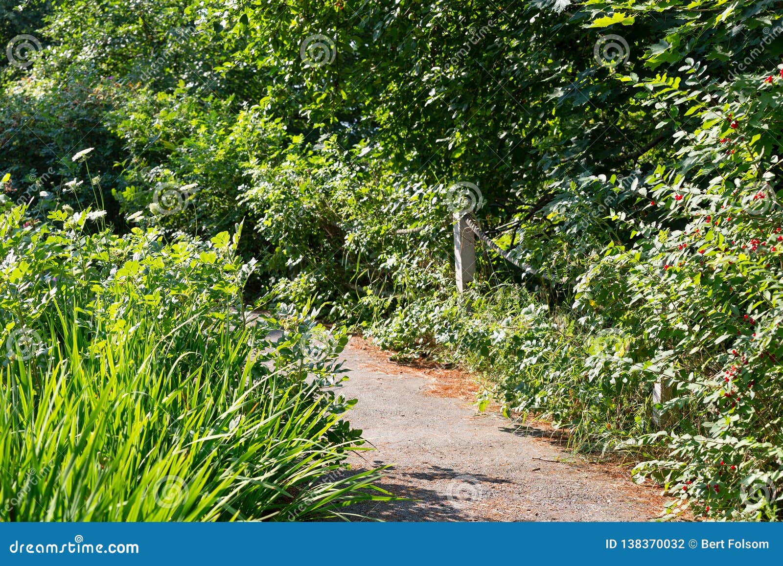 Asphalt Pathway through an Overgrown Garden Stock Photo - Image of post ...