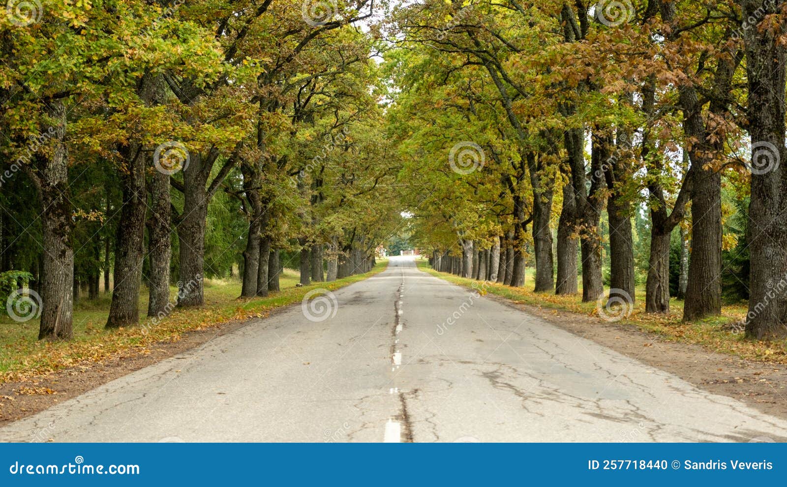Asphalt Road with Beautiful Trees on the Sides in Autumn. Stock Photo ...