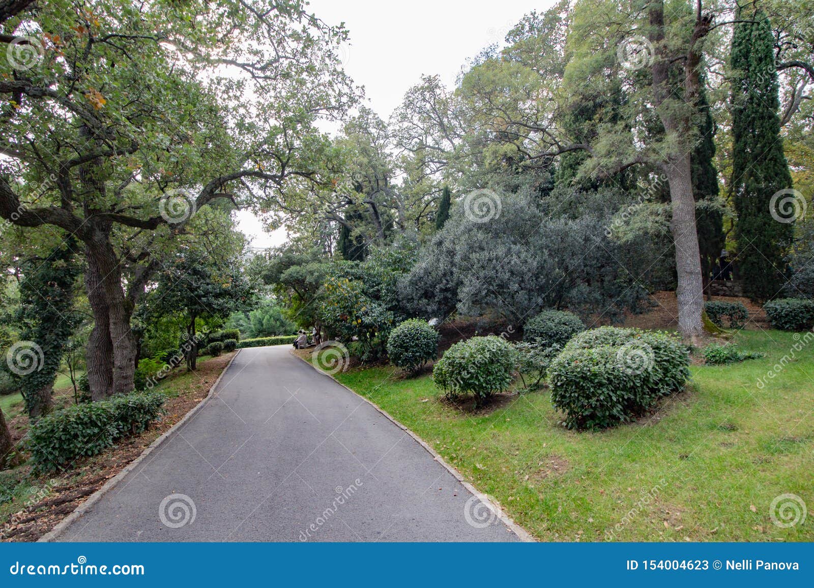 Asphalt Road among Bushes and Trees in the Daytime Stock Image - Image ...