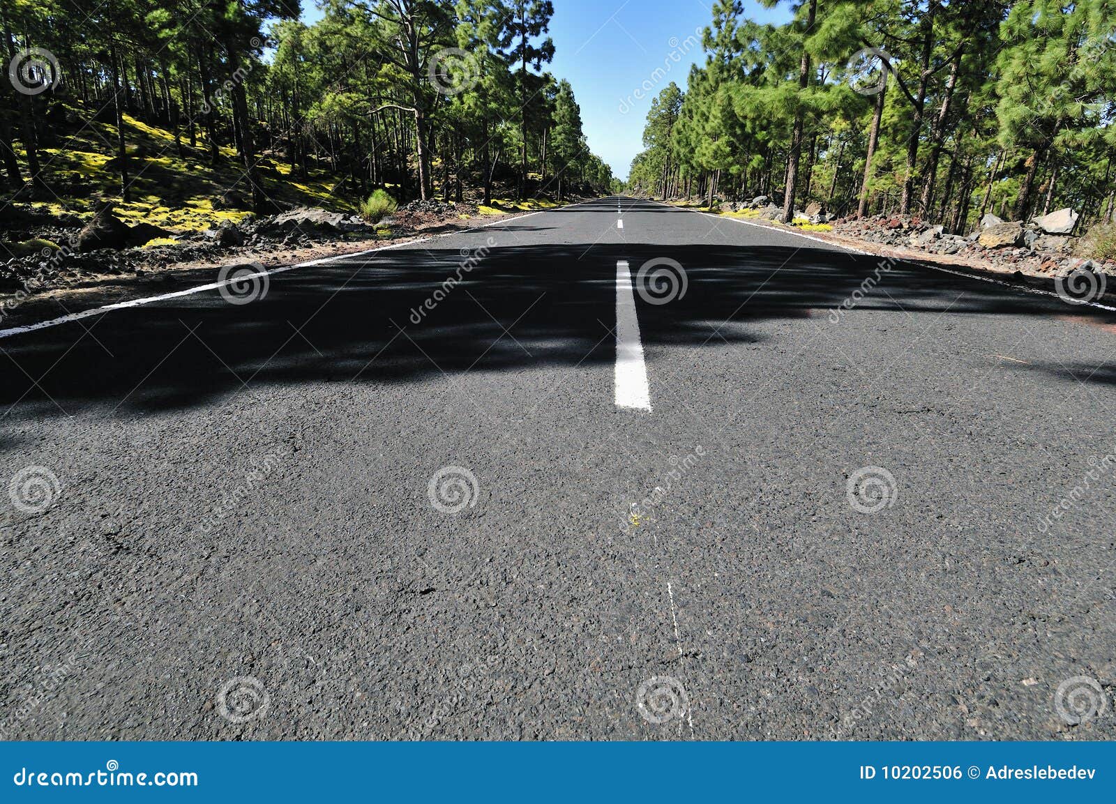 Asphalt road and forest stock photo. Image of outdoors - 10202506