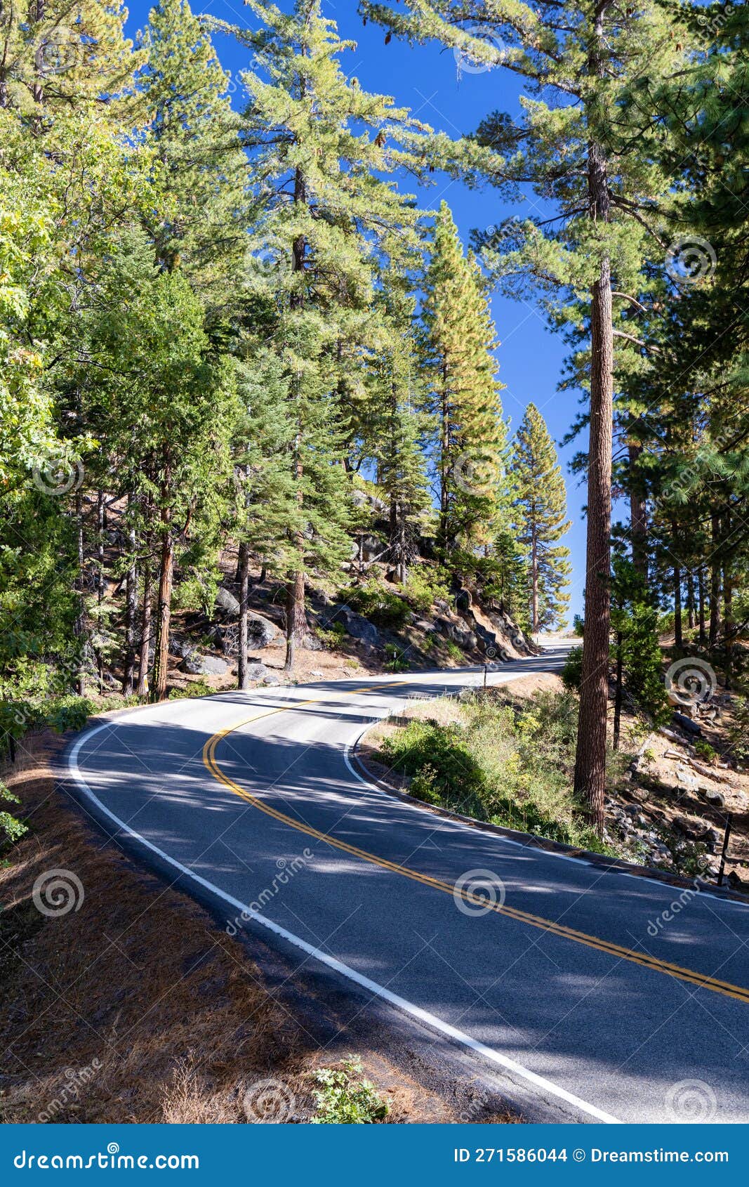 Asphalt Road through Forest Stock Photo - Image of destination, sequoia ...