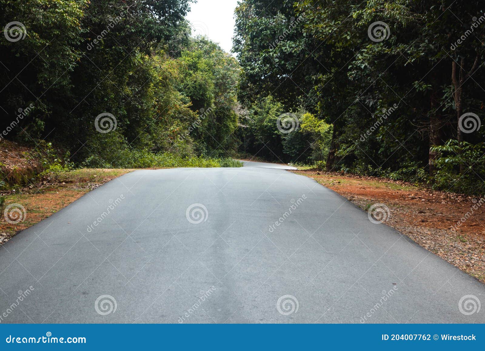Asphalt Road through the Forest Stock Photo - Image of view, forest ...