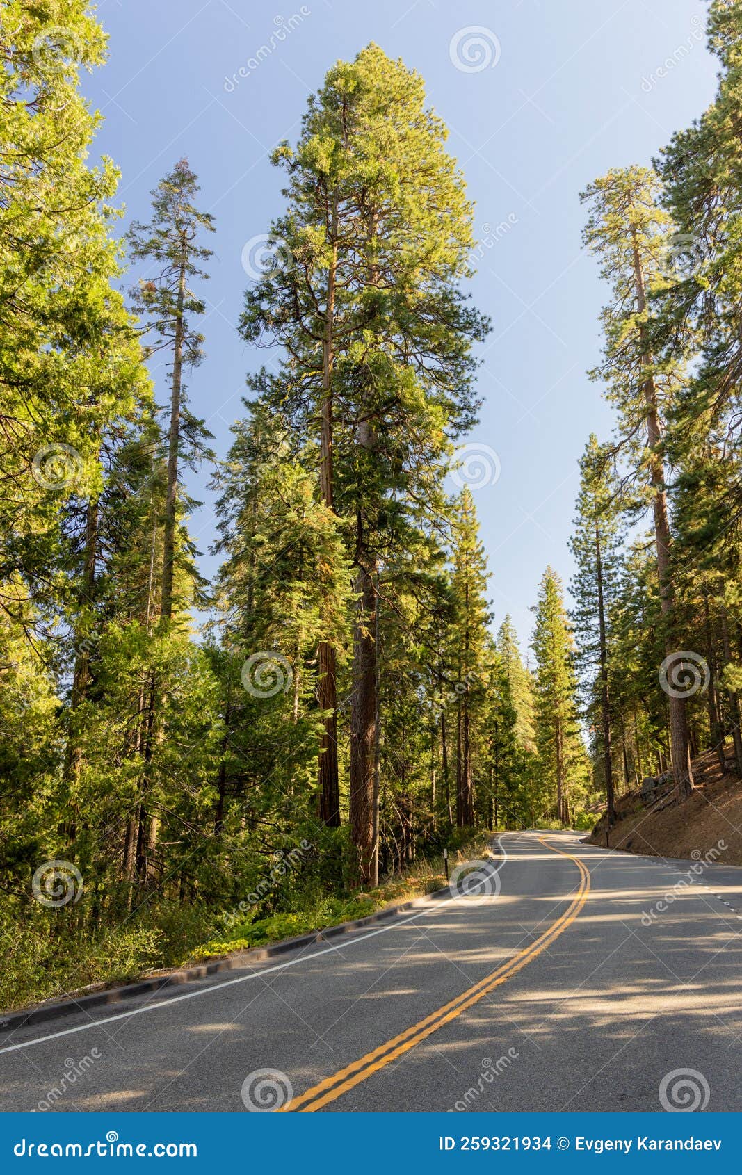 Asphalt Road through Forest Stock Photo - Image of park, pine: 259321934