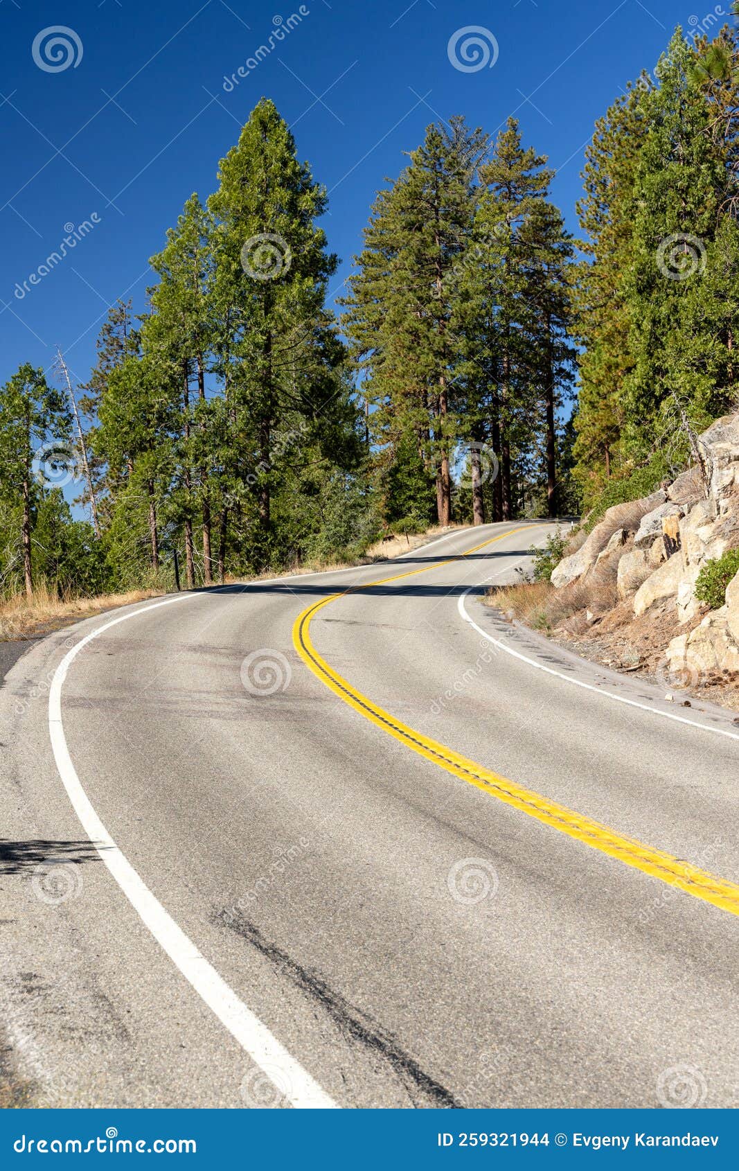 Asphalt Road through Forest Stock Photo - Image of adventure, growth ...