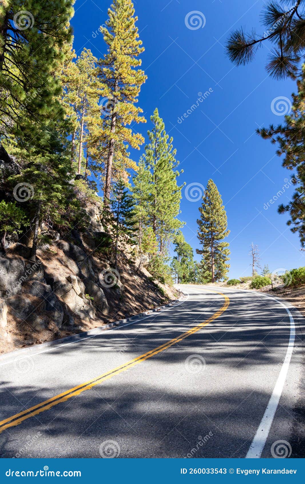 Asphalt Road through Forest Stock Image - Image of american, road ...