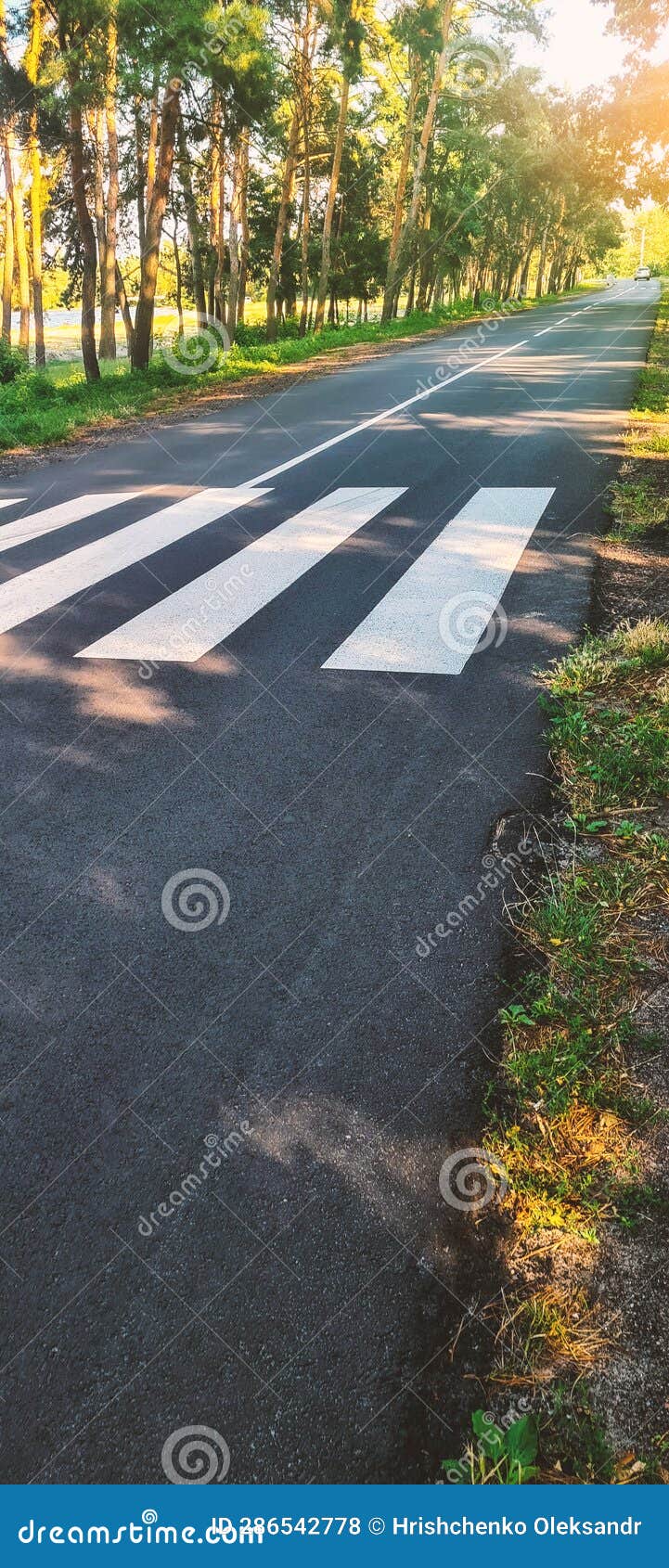 Asphalt Road in the Forest with a Pedestrian Crossing Stock Photo ...