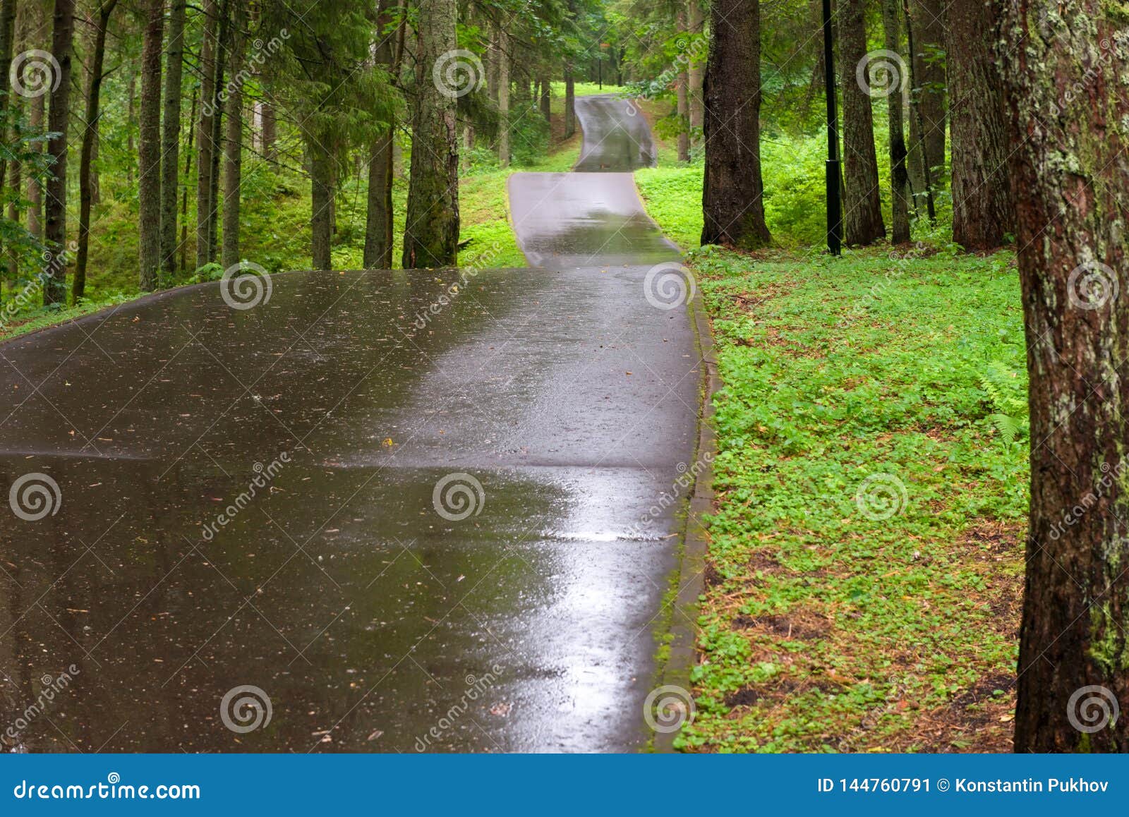 Asphalt Road through the Forest Stock Image - Image of mist, asphalt ...