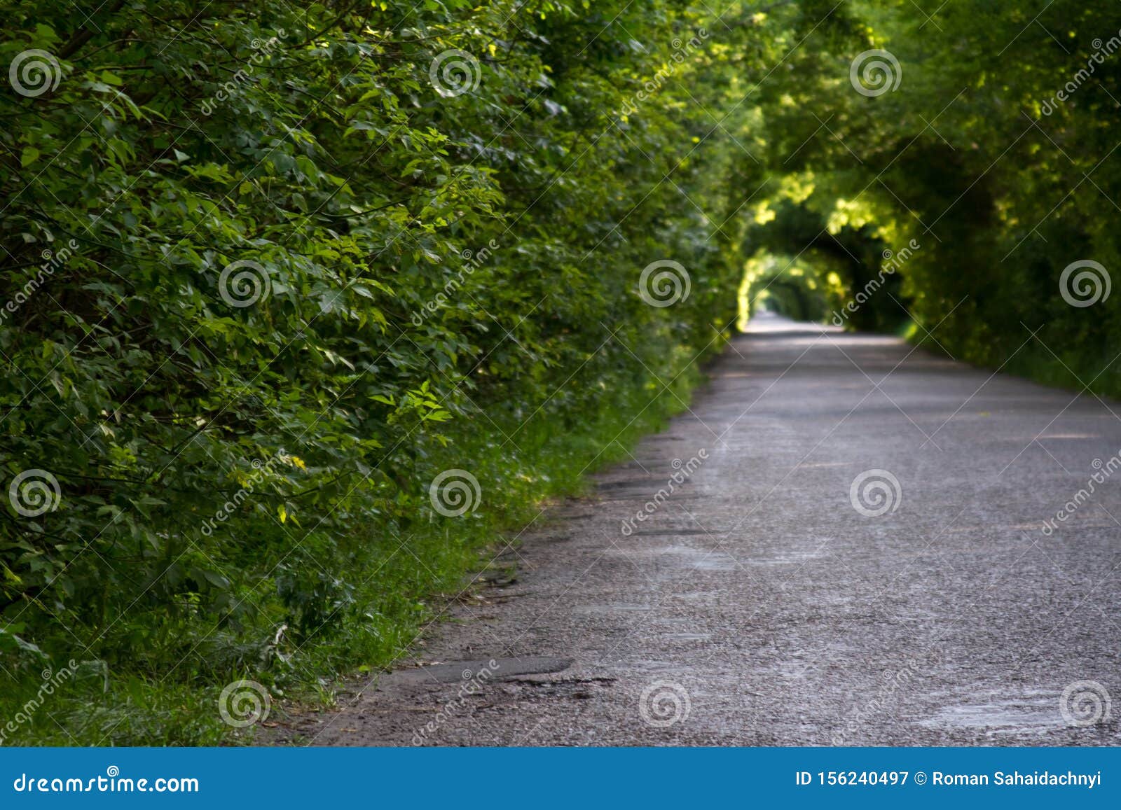 Asphalt Road among the Forest, Tree Branches Converge Above the Road ...