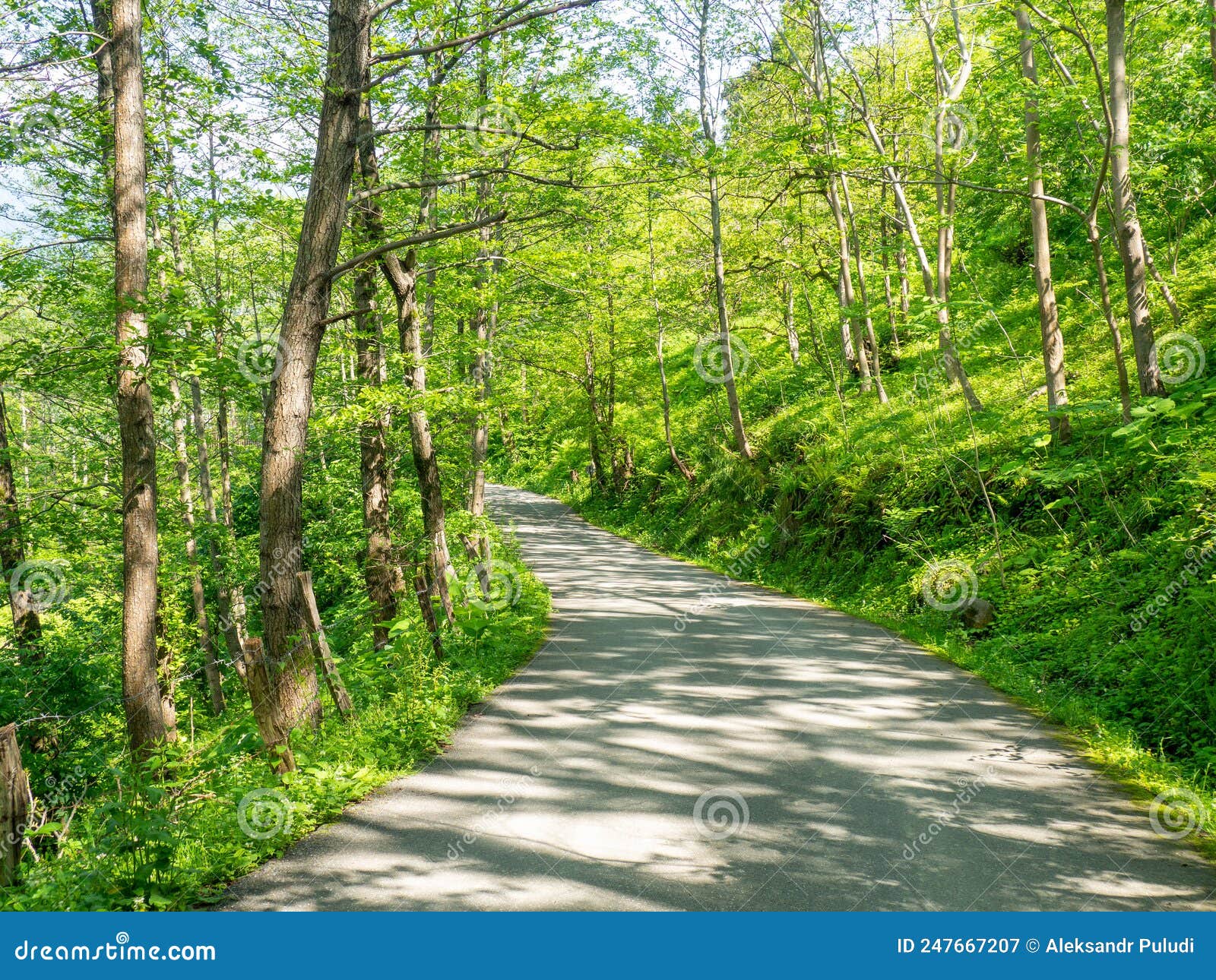 Asphalt Road in the Forest. Turning Narrow Road for Trees Stock Image ...