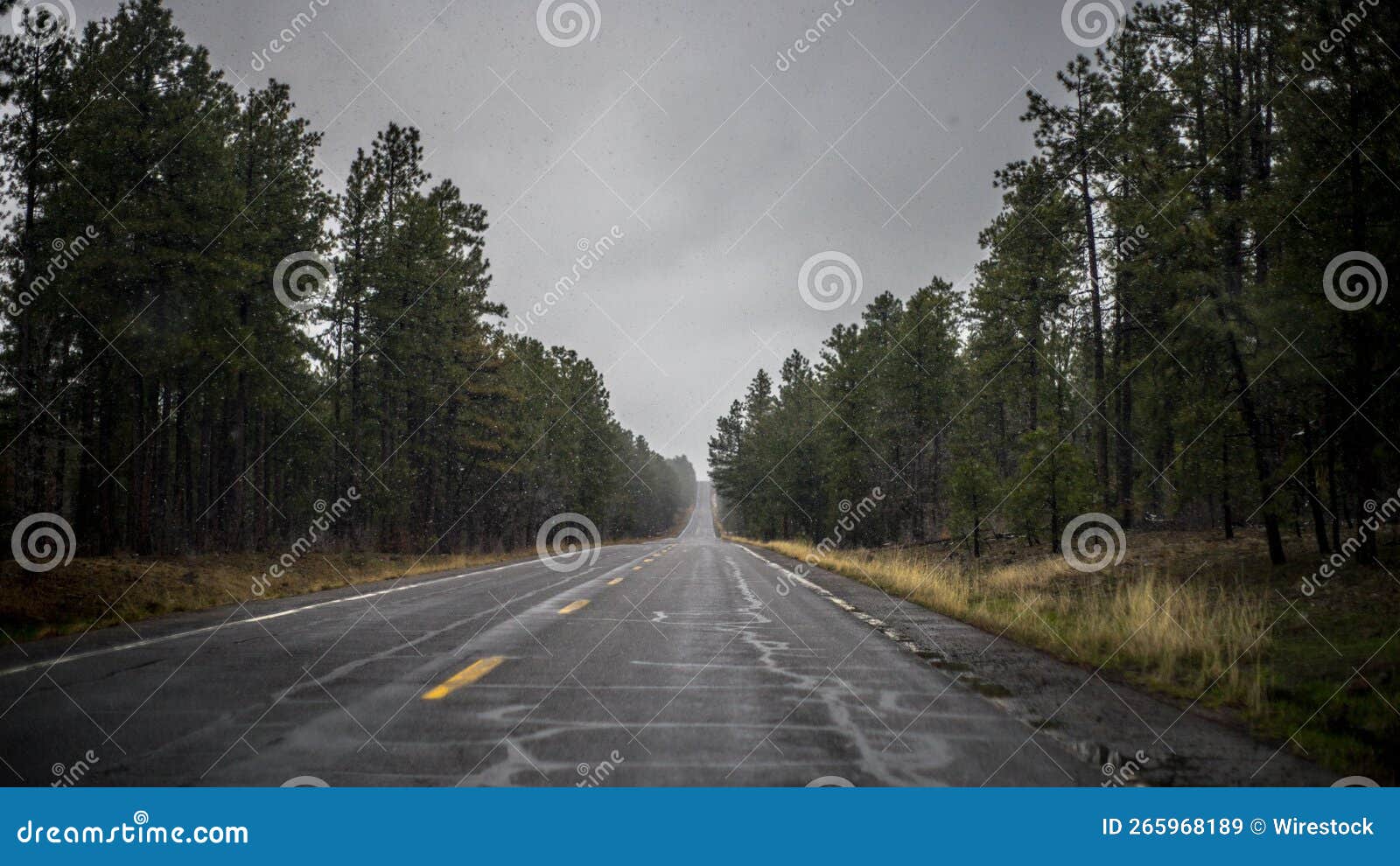 Asphalt Road Running through Trees and Woods on an Overcast Day Stock ...