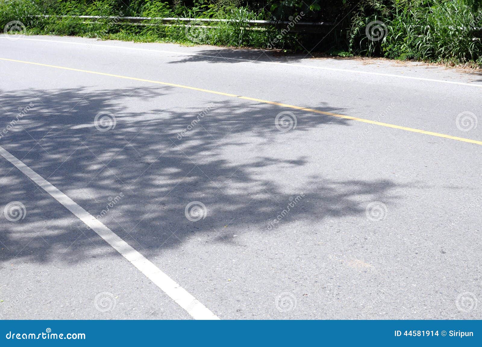 Asphalt Road and Shadow of Trees Stock Photo - Image of asphalt, trees ...