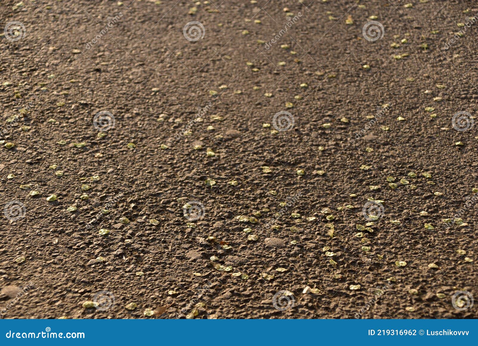 Asphalt Road in Summer with Tree Seeds Sun Stock Photo - Image of ...