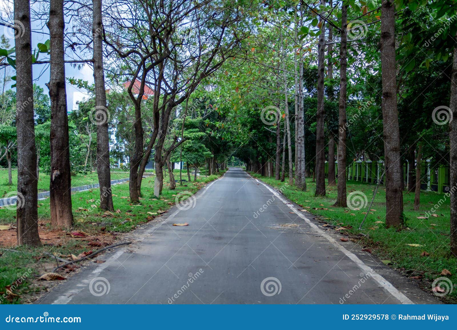 Asphalt Road Surrounded by Green Trees in the Campus Area Stock Photo ...