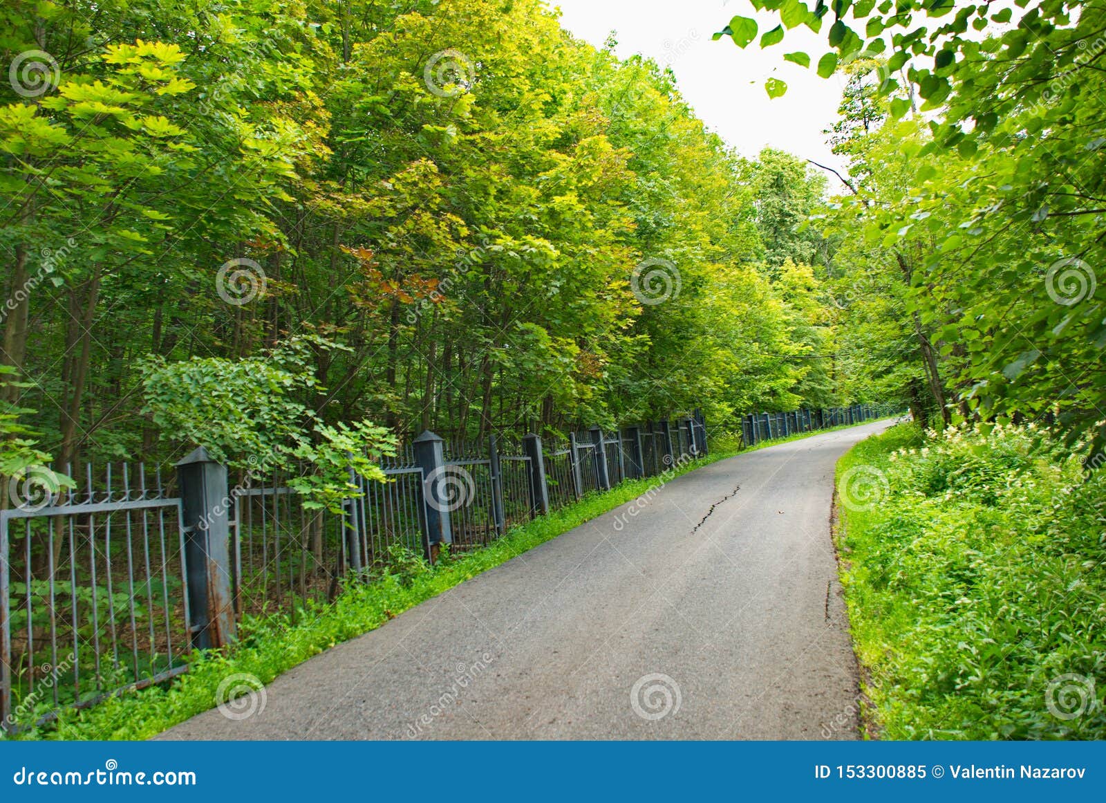Asphalt Road Surrounded by Green Trees Goes into the Distance Stock ...