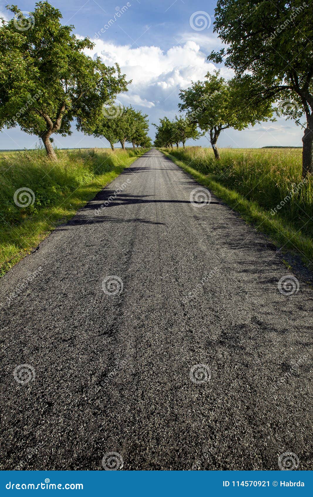 Asphalt road with trees stock image. Image of landscape - 114570921