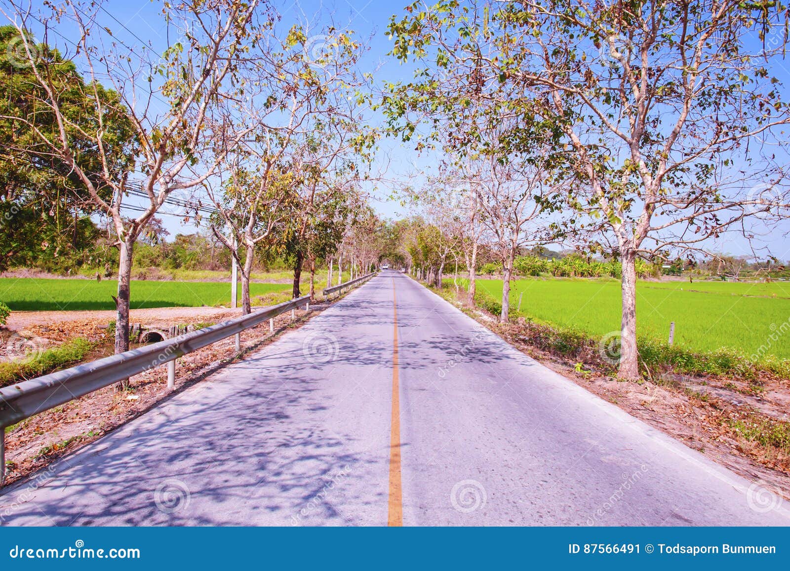 Asphalt Road with Trees on Both Sides Stock Image - Image of line ...