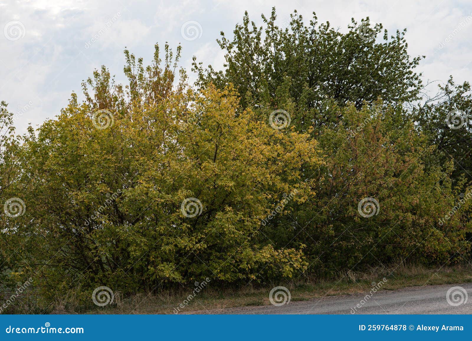 Asphalt Road with Trees on the Roadside in Autumn Stock Photo - Image ...