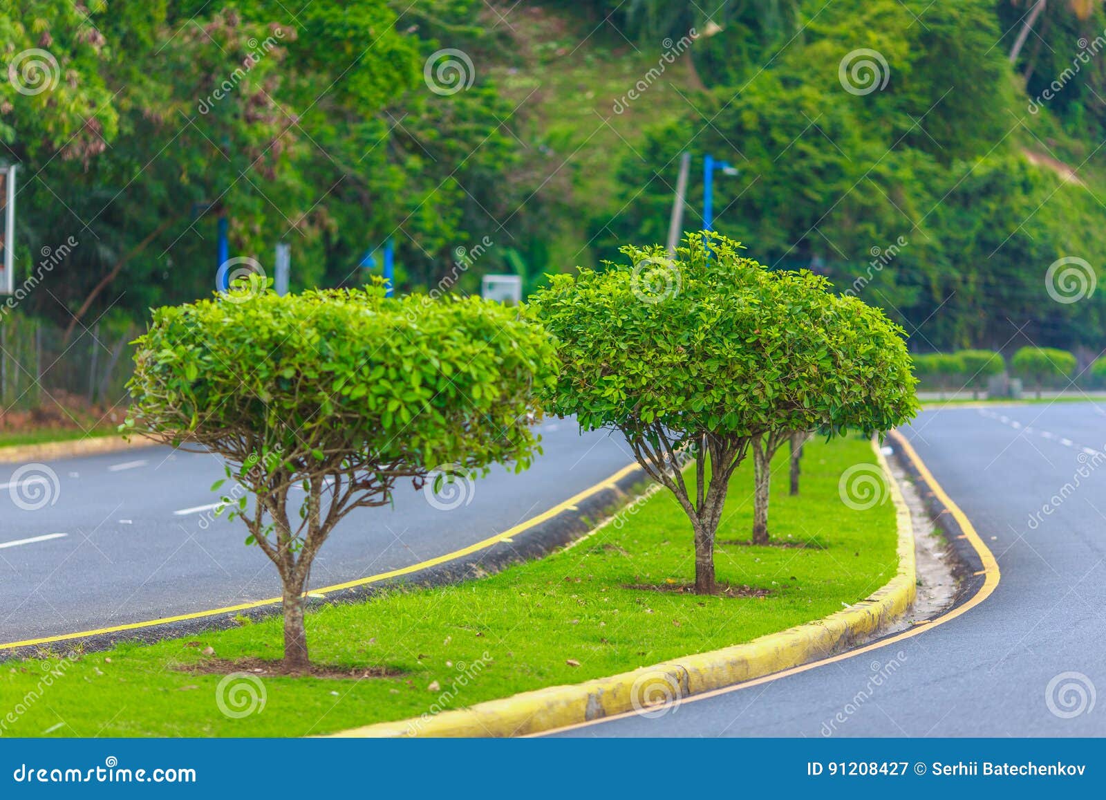 Asphalt road with trees stock image. Image of roadside - 91208427