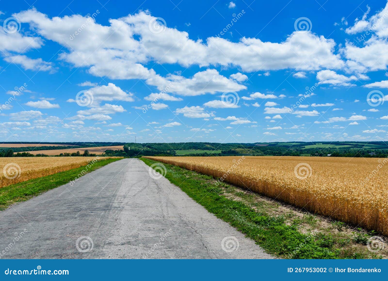 Asphalt Road between Two Fields of the Ripe Wheat Stock Photo - Image ...