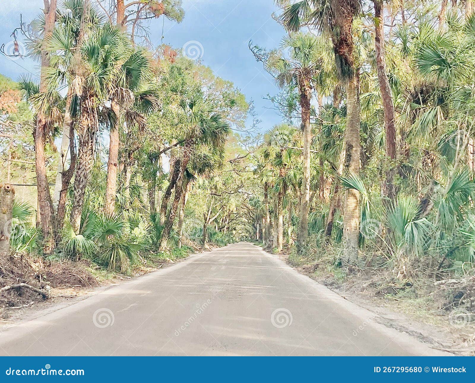 Asphalt Straight Road with Beautiful Palm Trees on Both Sides Stock ...