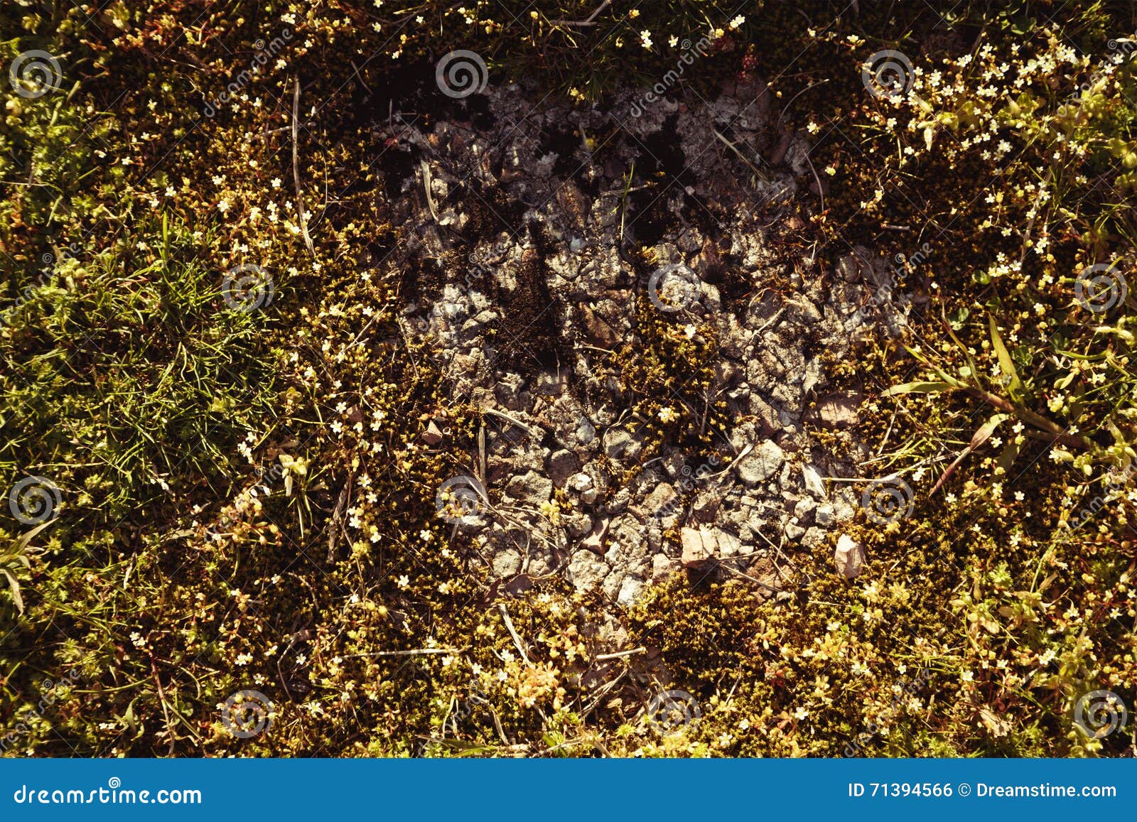 Asphalt texture stock photo. Image of natural, grass - 71394566