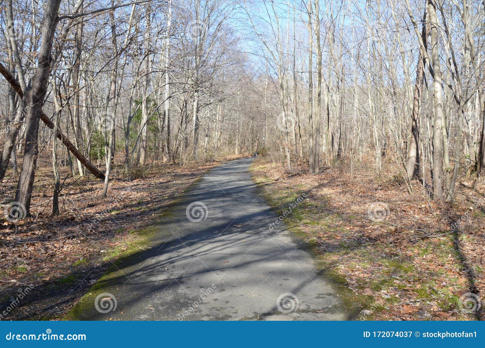Asphalt Trail or Path in Forest or Woods Stock Image - Image of tree ...