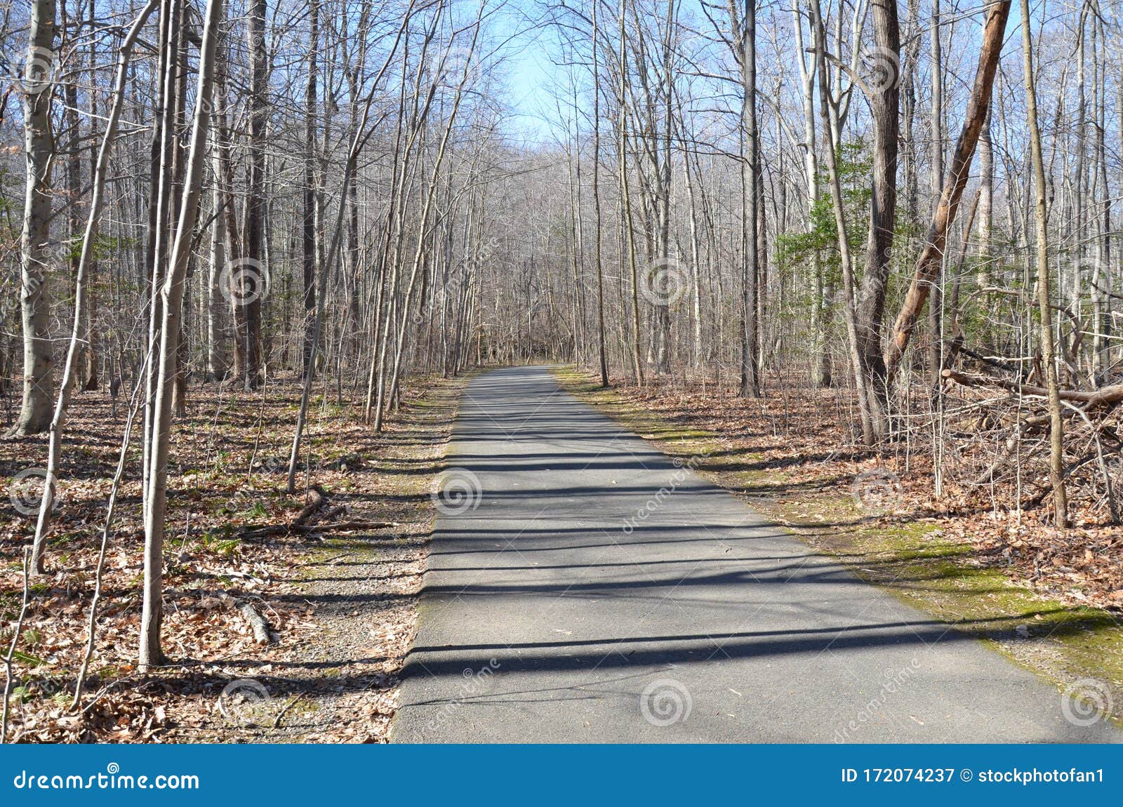 Asphalt Trail or Path in Forest or Woods Stock Image - Image of ...