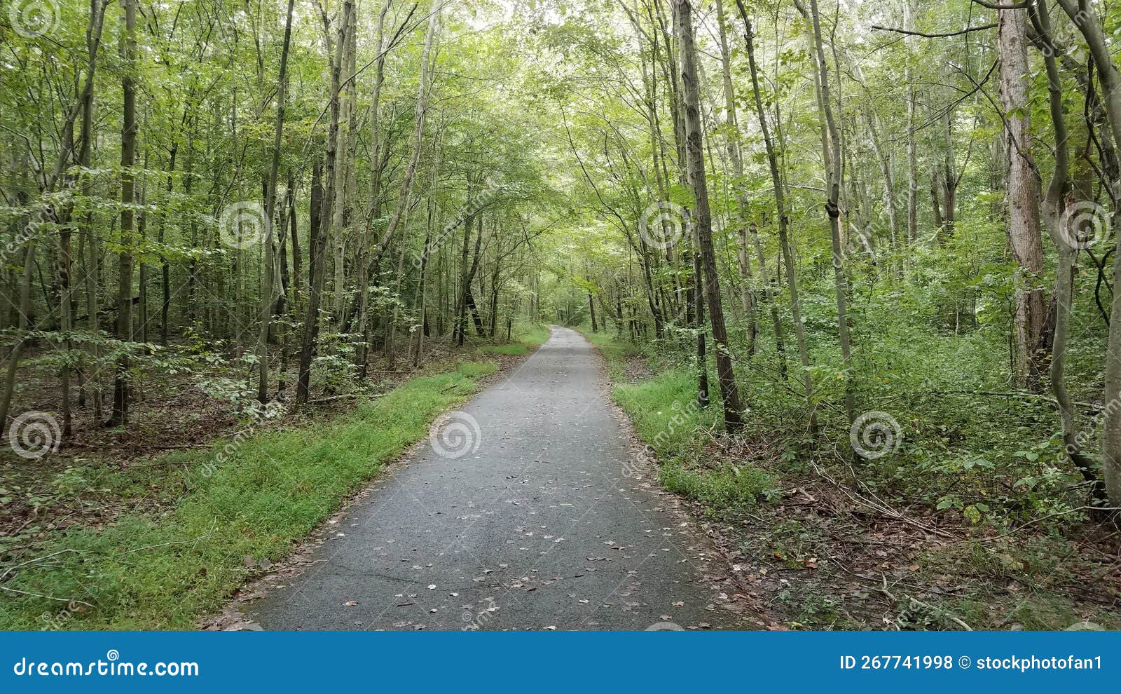 Asphalt Trail or Path in the Forest or Woods Stock Photo - Image of ...