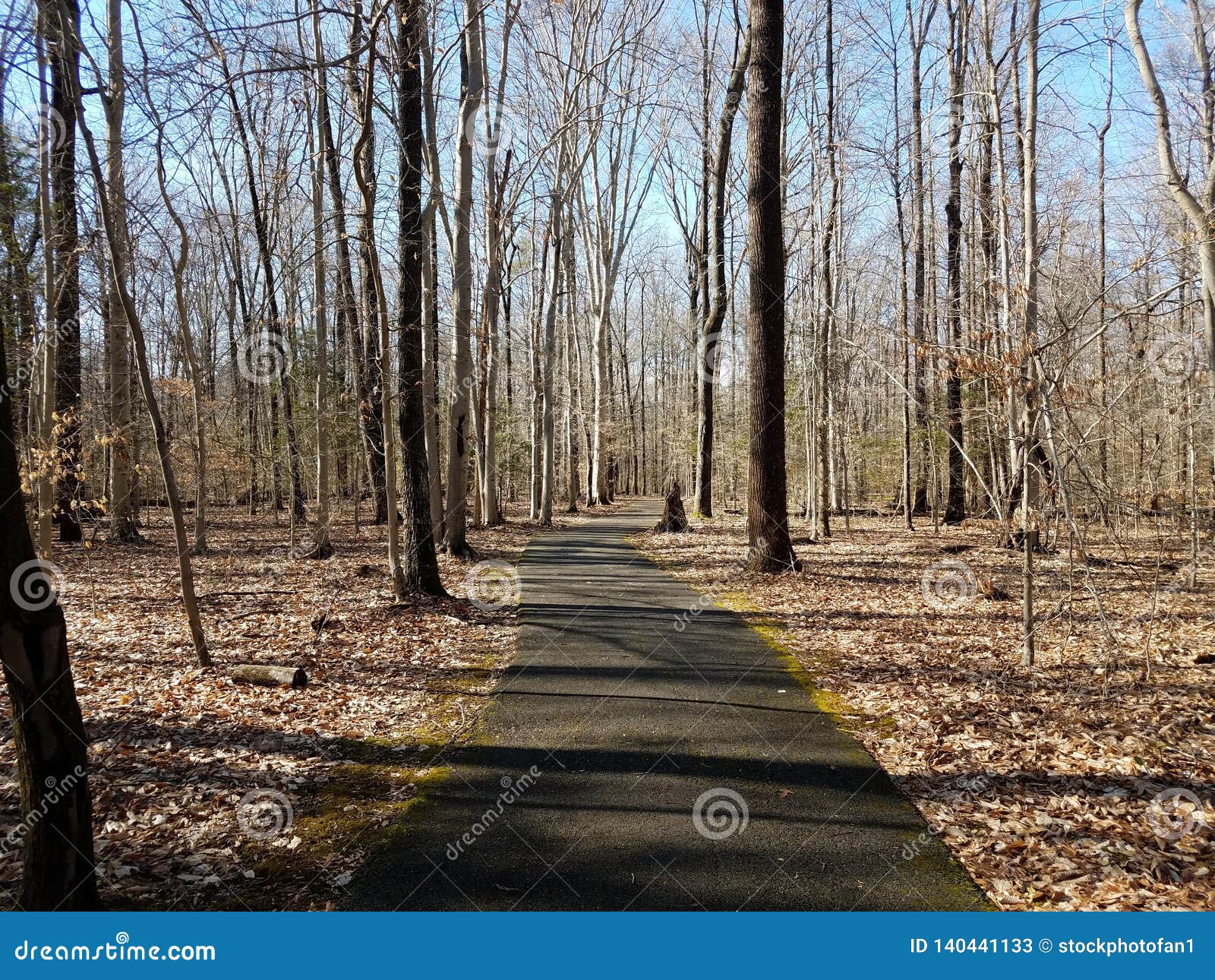 Asphalt Trail or Path in Forest or Woods Stock Image - Image of walking ...