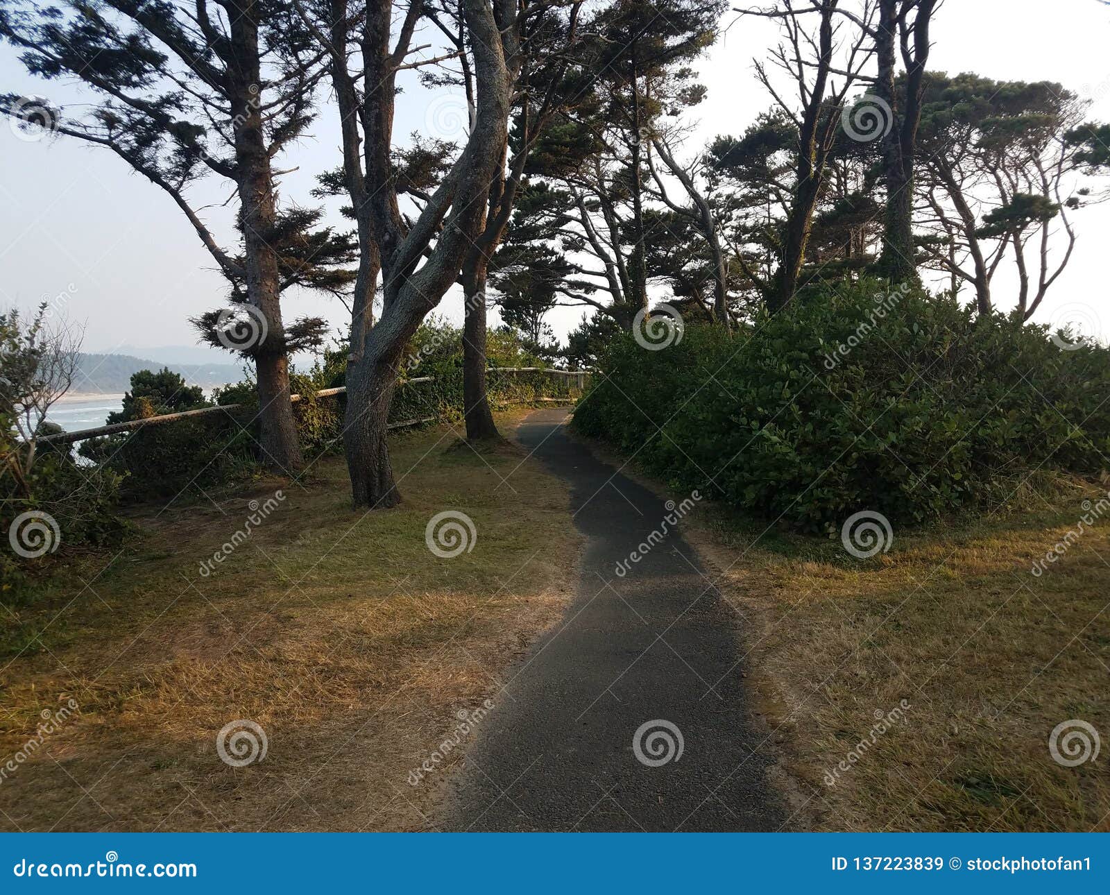 Asphalt Trail and Trees with Water on Oregon Coast Stock Image - Image ...