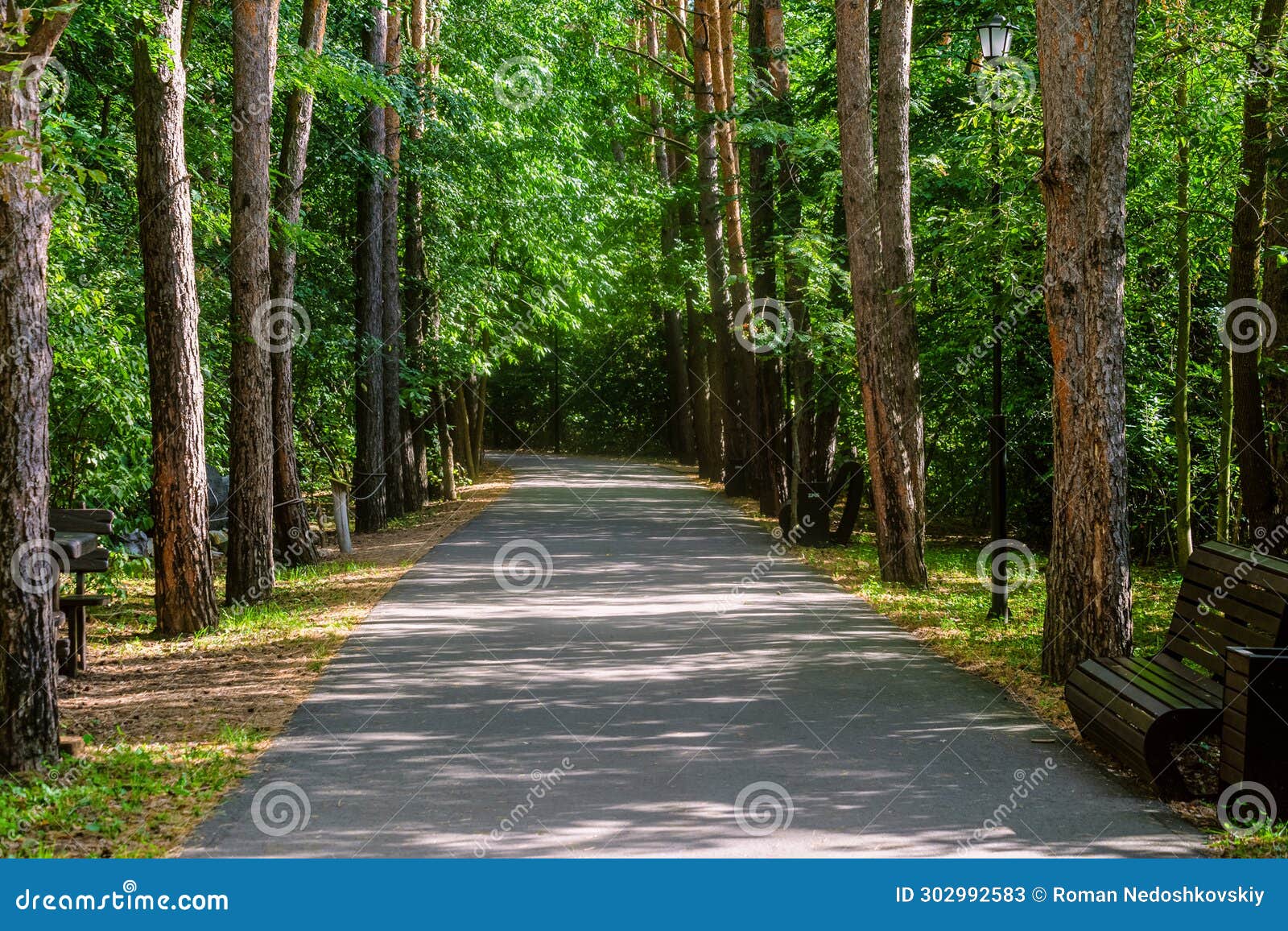 Asphalt Walking Path in the Summer Forest Stock Image - Image of forest ...