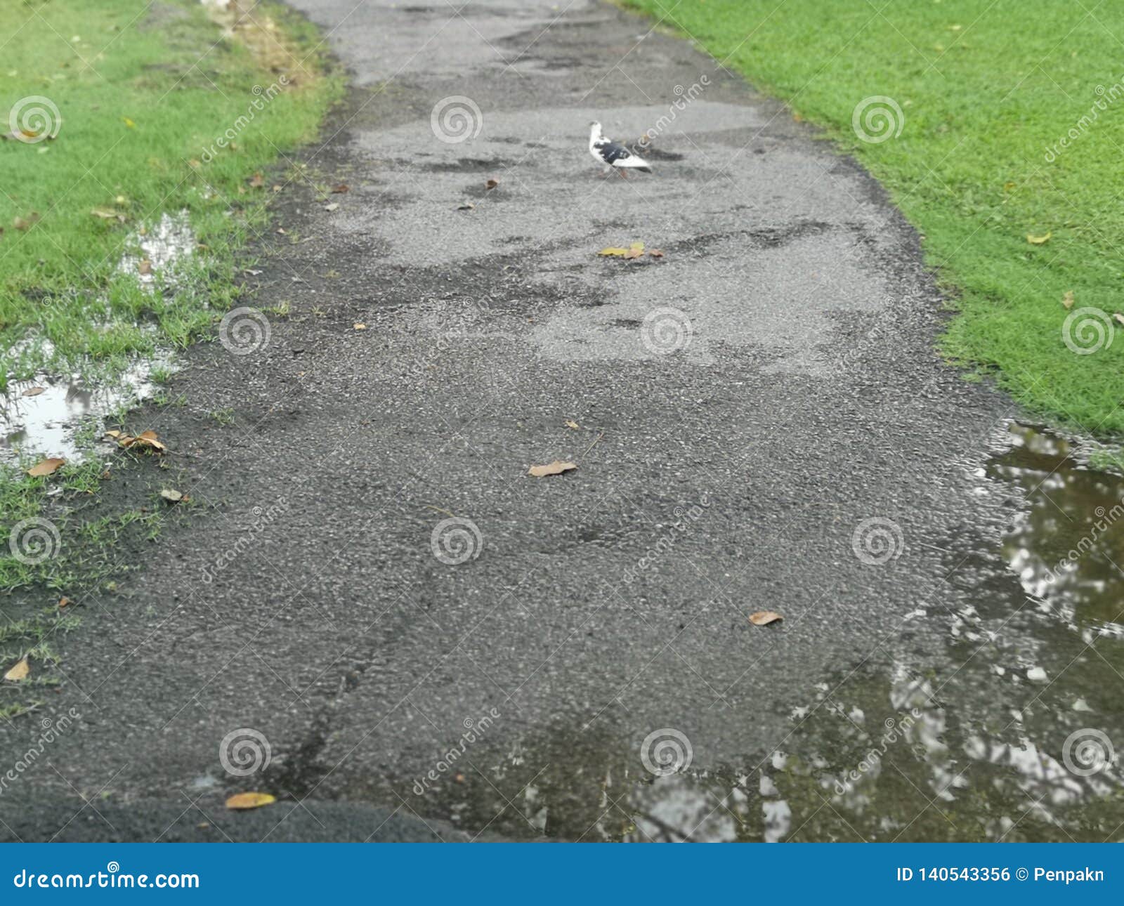 Asphalt Walkway in the Park Curve Pattern Pavement Sidewalk Pathway ...