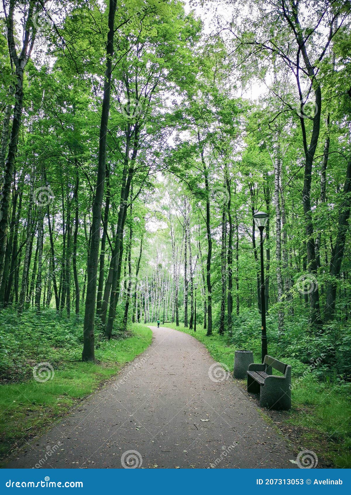 Path And Tall Trees In The Forest - Perfect For Background Royalty-Free ...